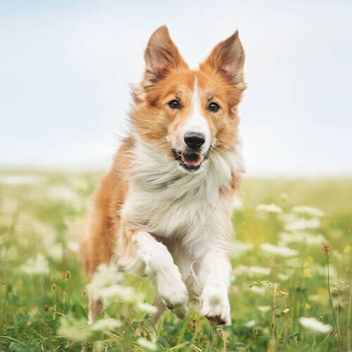 How to Care for Your Dog’s Joints